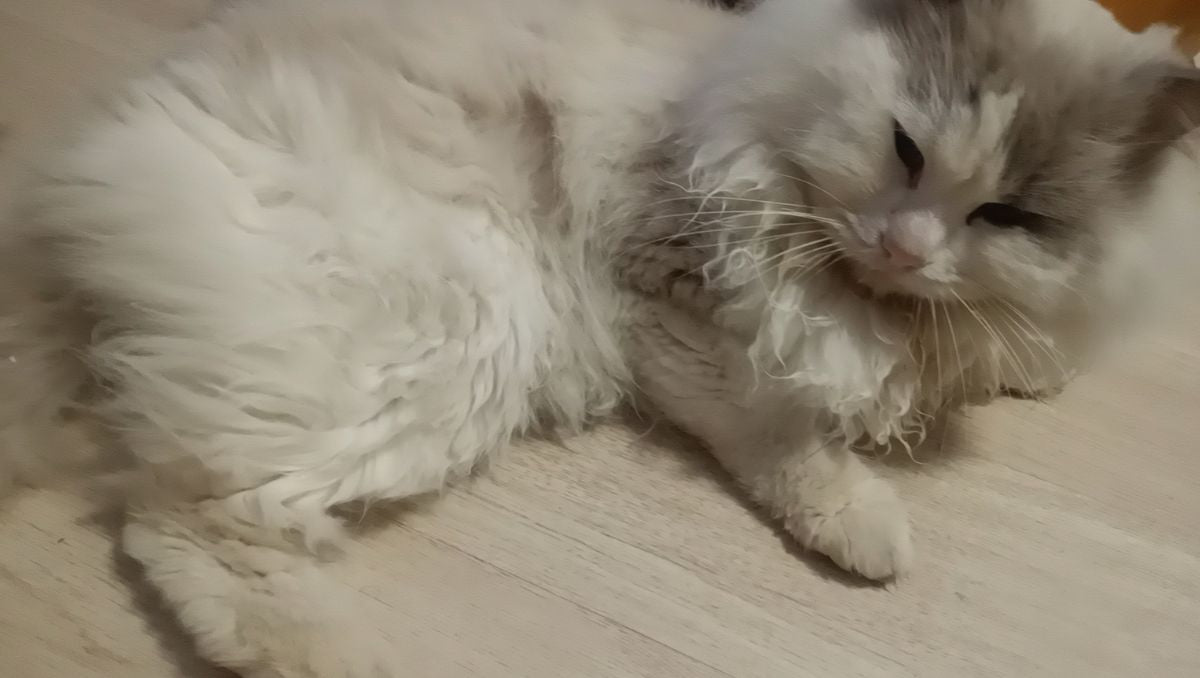 How a ‘Hopeless’ Cat Taught Me About Trust – Mewzoom